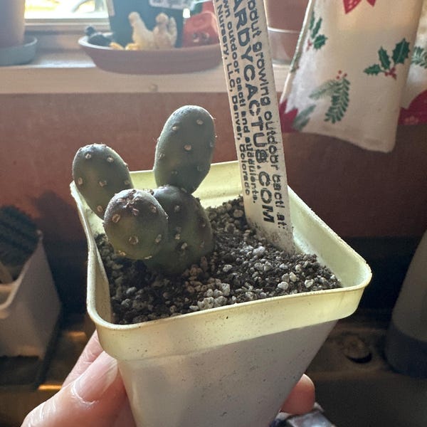 OP030: Opuntia Fragilis (debreczyi) V. Denuda (potato Cactus) COLD ...