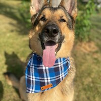 Pomsky or Select Different Breed Outline 1 1/4 - Etsy