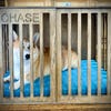 Modern Dog Kennel Triple Small Dog Crate With Sliding Door With a Latch ...