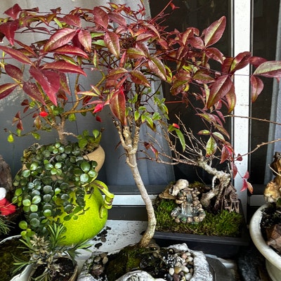 Zanthoxylum Piperitum rare Bonsai Tree, eye Candy Collection From Rare ...