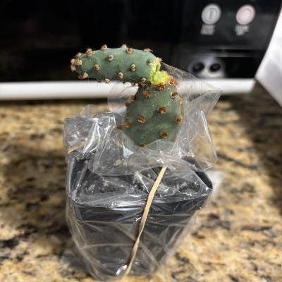 OP027: Opuntia Debreczeyi 'alberta Sunset' spineless Cat's Paw Cactus ...