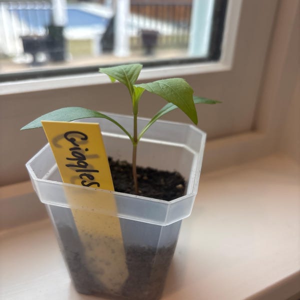 Giggles Dahlia Seeds - Attracts Pollinators, Long Blooming Season ...