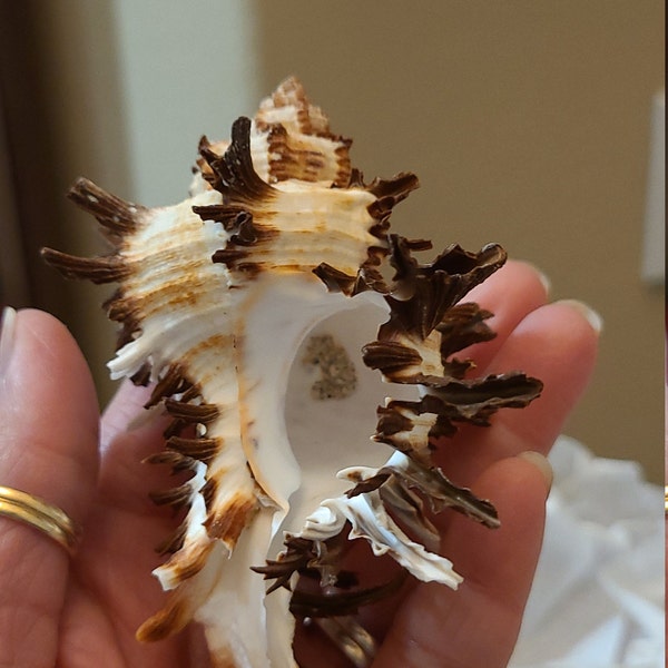 Murex Endiva Shell: Long Spine Seashell for Beach Wedding Decor - Etsy