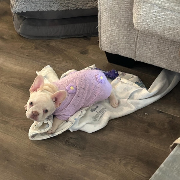 Purple Dog Swetaer,soft Purple Heart Dog Jacket Sweater,pet Clothes. - Etsy