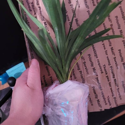 Millingtonia Tree Seed Indian Cork Tree Seed Tree Jasmine - Etsy