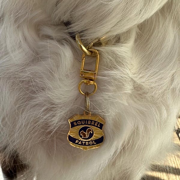 Pet Id Tag Dog Id Tag Dog Tag for Dogs Personalized Tags Dog Id Tag ...
