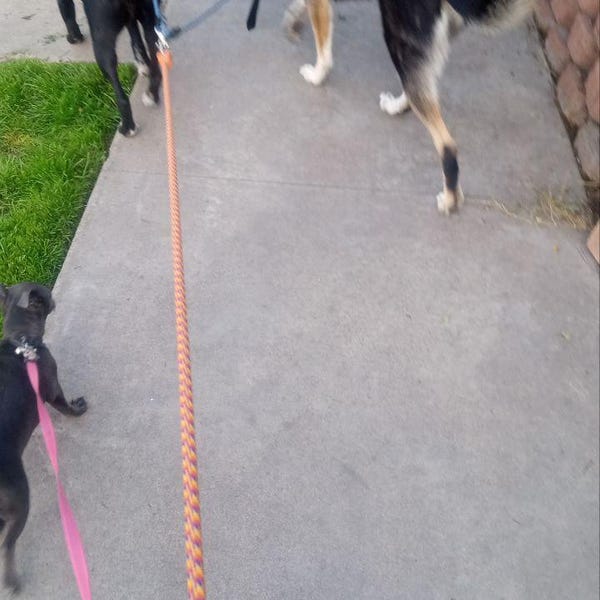 Leash Splitter for 3 Small Dogs, Multiple Dog Leash, 6mm Turquoise and ...