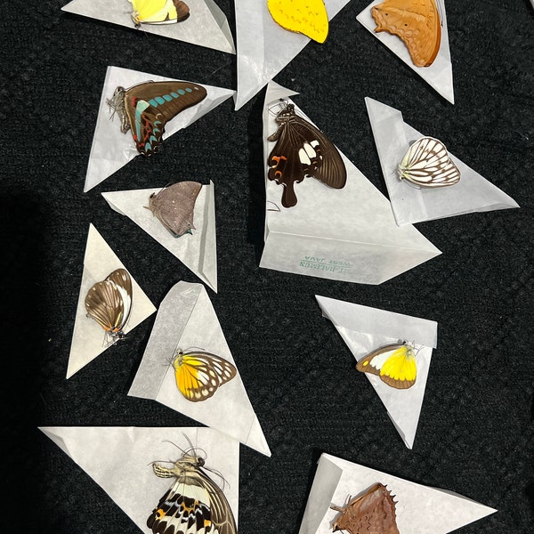 10-100 UNSPREAD RANDOM Butterflies Pack Lot Real Mixed Species Tropical ...