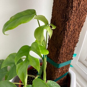 Professional Aroid Climbing Totem - Etsy