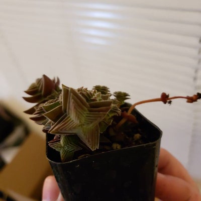 RARE Crassula Tabularis Pagoda Village Succulent Plant - Etsy