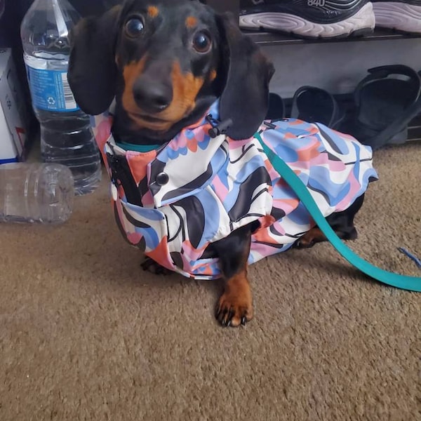 Stella & Oscar Dog Neoprene Leash, Pet Apparel, Pet Gift, Modern Pet ...