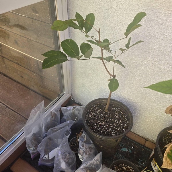 Grafted Red Rambutan Tree Tropical (nephelium Lappaceum) Live Fruit ...