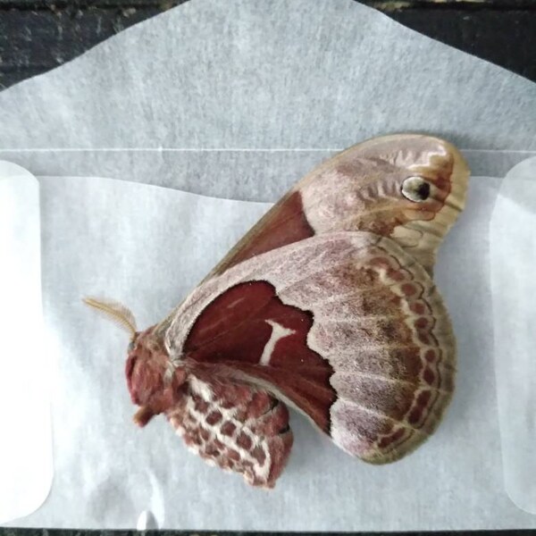 3 PRACTICE Grade Specimens of LUNA Moth Actias Luna - Etsy
