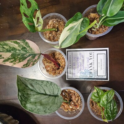 Philodendron Brandtianum Aff wild Form - Etsy