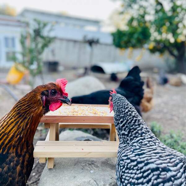 The Popcorn Bible - Popcorn History and Cookbook - Etsy