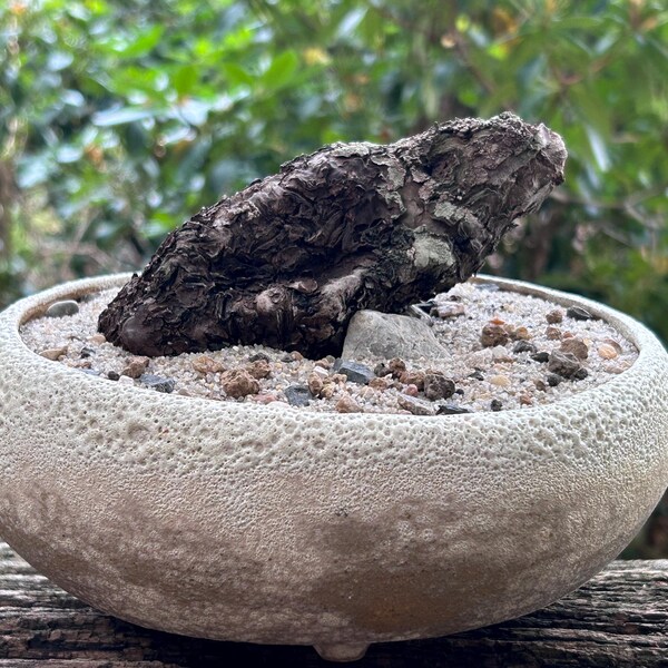 Stephania Erecta Large Rare Caudex Plant, Striking Natural Shape for ...