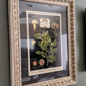 Black Botanical Print Vintage German Botanical Chart Pepper - Etsy