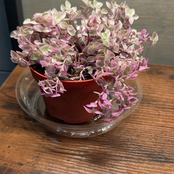 Sedum Dasyphyllum Major Blue Tears Sedum Live Succulent Plants 2 4 6 ...