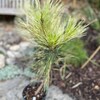 Pinus Densiflora 'pope' (pope Japanese Pine) Rare! - Etsy
