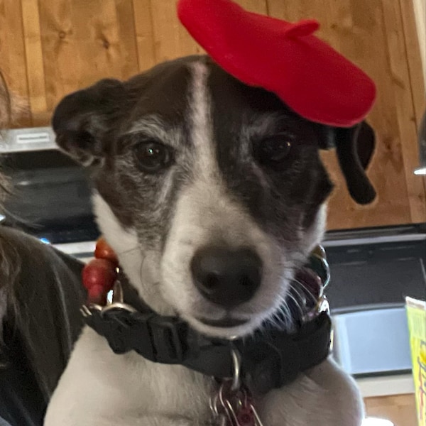 Mini Beret Hat for Dogs (26+ Colors) - Etsy