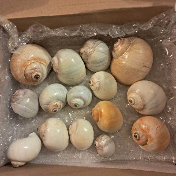 3 SPOTTED DARK PEACH Large Northern Moon Snail Shells, Colorful ...