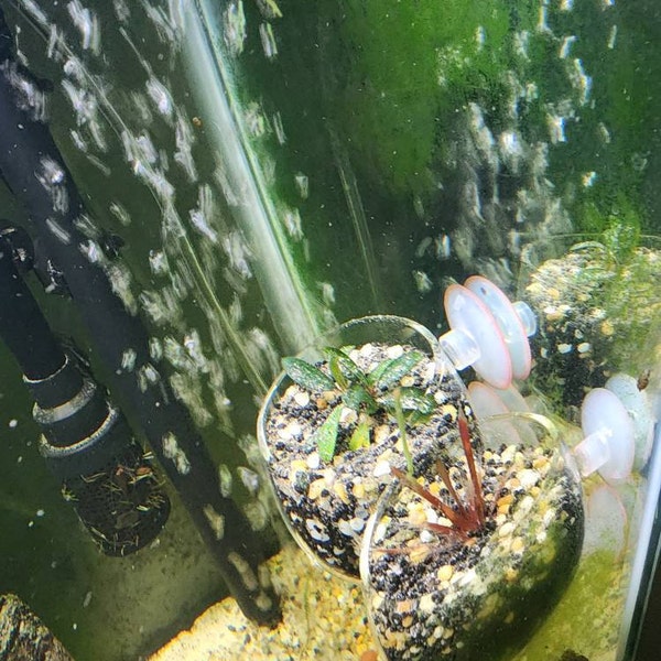 1 Bucephalandra Micro! Live Aquarium Plants! Free S/h Live Aquatic ...