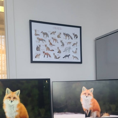 Foxes of the World Field Guide Art Print / Watercolor Painting / Fox ...