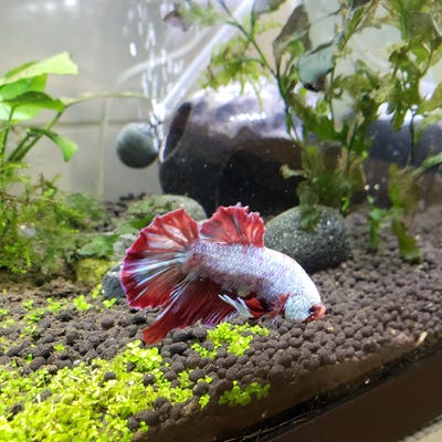 Tiny Sea Monster Sculpture MADE TO ORDER Fish Tank Decorations Aquarium ...