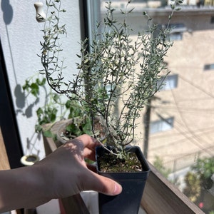 Silene Capensis Silene Undulata Xhosa African Dream Root LIVE - Etsy