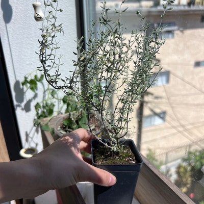 Teucrium Marum Cat Thyme Germander LIVE PLANT in 2.5 Inch Pot - Etsy