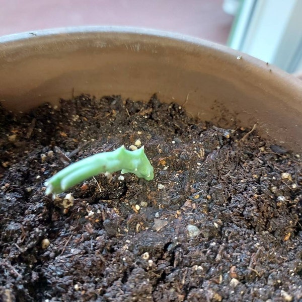 Orchid Pot, Airplant, Hanging Planter Moss, Planter Indoor, Hanging ...