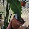German Empress Epiphyllum 1 Cutting disocactus Phyllanthoides 6 8 ...