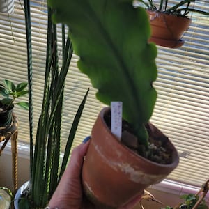 German Empress Epiphyllum 1 Cutting disocactus Phyllanthoides 6 8 ...
