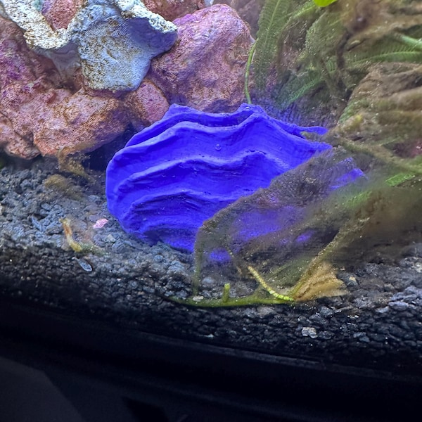 NEW* Aquarium Copepod Hotel Clam Shell Design - Etsy
