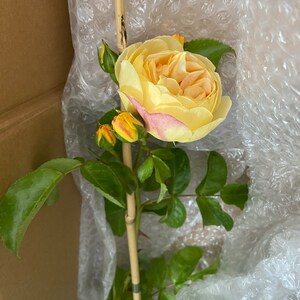 3x Blue Flowering Salvia African Sky Plug Plants, Ornamental Sage ...