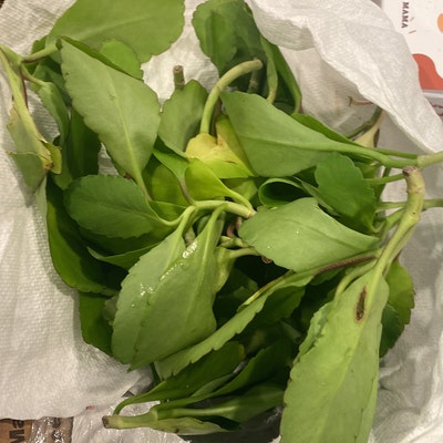 Fresh Jamaican Leaf of Life Herbs Organically Grown, Leaves ONLY - Etsy