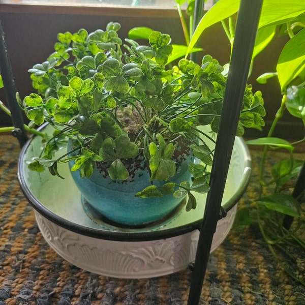 30" Variegated Green Salal Leaf Spray, Tall Greenery Stems, Artificial ...