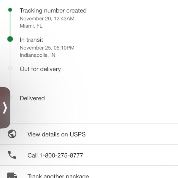 Large Rose of Jericho Resurrection Plant Rosa De Jerico Reviving House ...