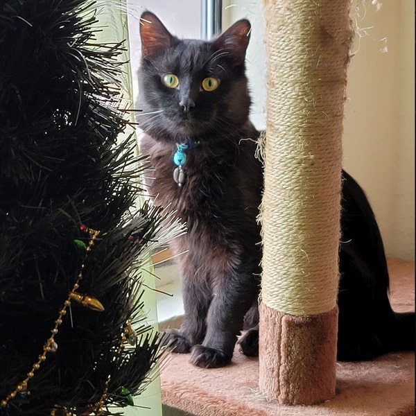 Collar Charms - Food Charms - Snacks - Extra Charms for Cat Collars ...