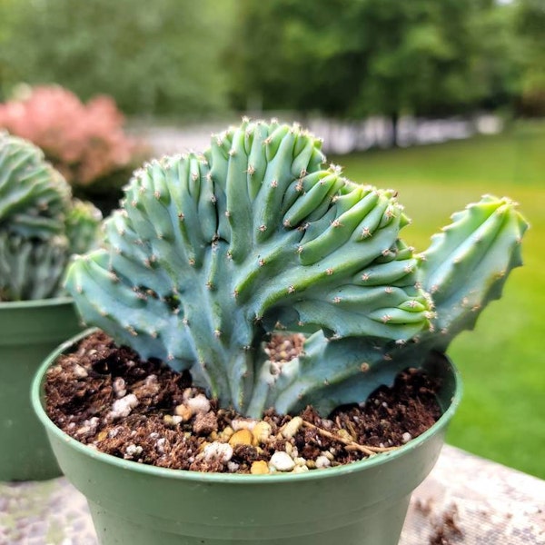 Blue Candle Crested Cactus | 4 Inch | Blue Myrtle Crested Cactus ...