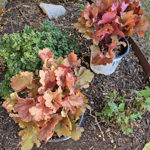 Helleborus ‘first Dance' WEDDING PARTY® Series - Etsy