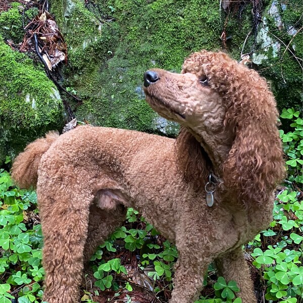 Poodle Mug, Sassy Poodle, Poodle Rescue, Dog Lover Gift, Poodle in ...