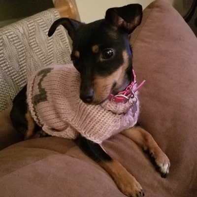 Monogram Dog Sweater, Letter Dog Sweater, Personalized Dog Sweater ...