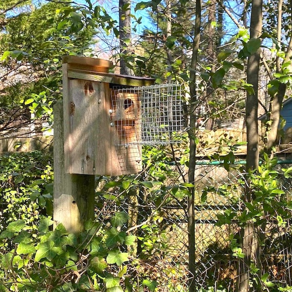 Peterson Bluebird House | Cedar | Insulated | Front Opening | Predator ...