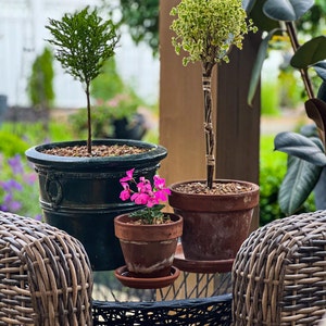 Scented Geranium Topiary Braid or Twist in a 6 Pot | Etsy