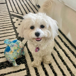 Squiggle Arch Rainbow Iridescent Acrylic Earrings - Etsy