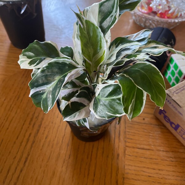 Calathea Burle Marx in 6” Self-watering Decorative Pot - Maranta ...