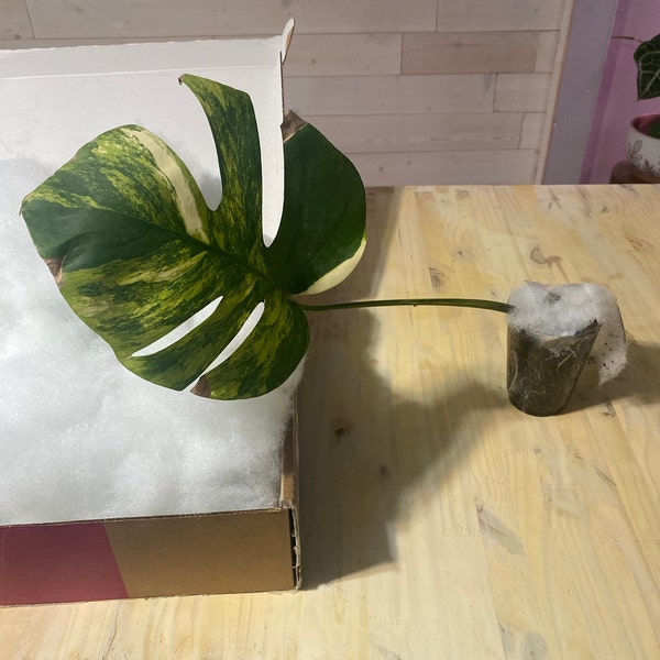RARE Scindapsus Tricolor Mature 3-leaf *US Seller* - Etsy