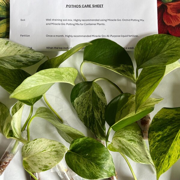Marble Pothos - Etsy