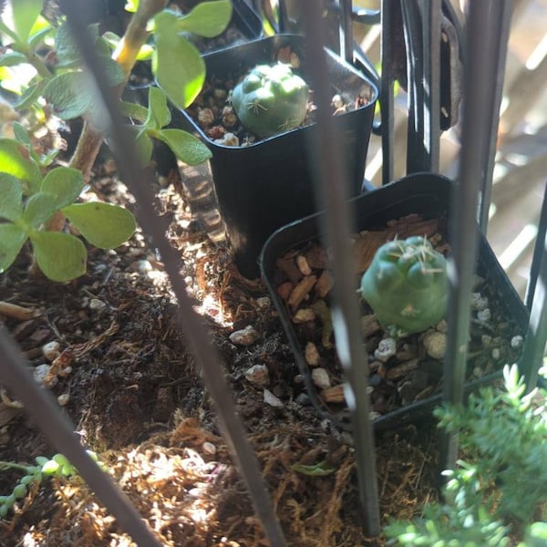Rare Cactus - Coryphantha Elephantidens Cv. Inermis Offset (1”), Live ...